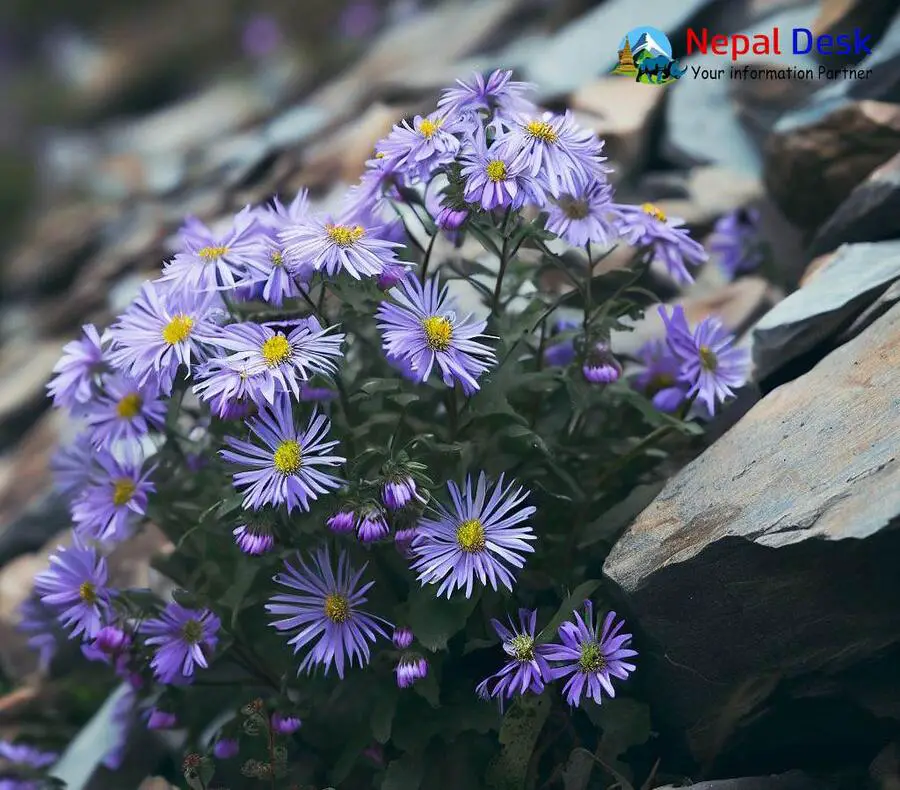 Himalayan Aster | Nepal Desk